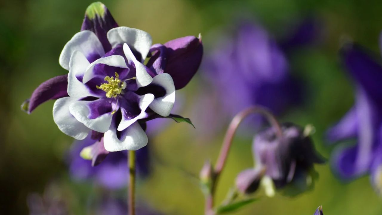 10 Best Perennials for Indiana for a Vibrant Garden
