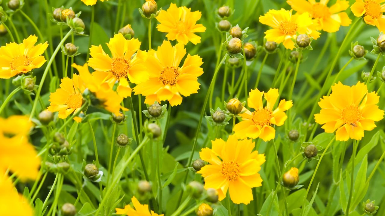 9 Best Perennials for Kansas