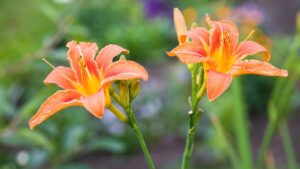 10 Best Perennials for Indiana for a Vibrant Garden