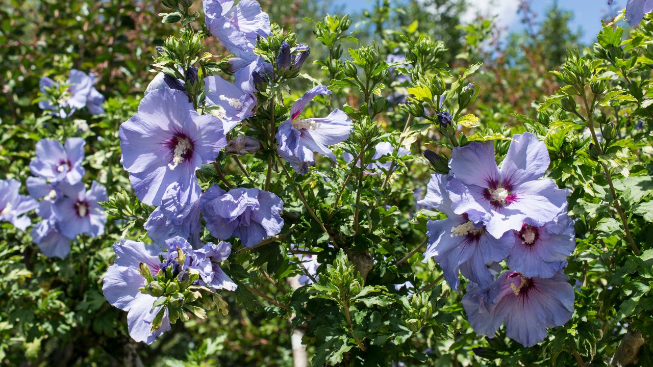 9 Best Perennials for Kansas