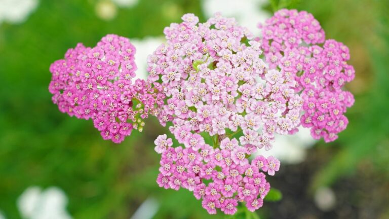 10 Best Perennials for Indiana for a Vibrant Garden