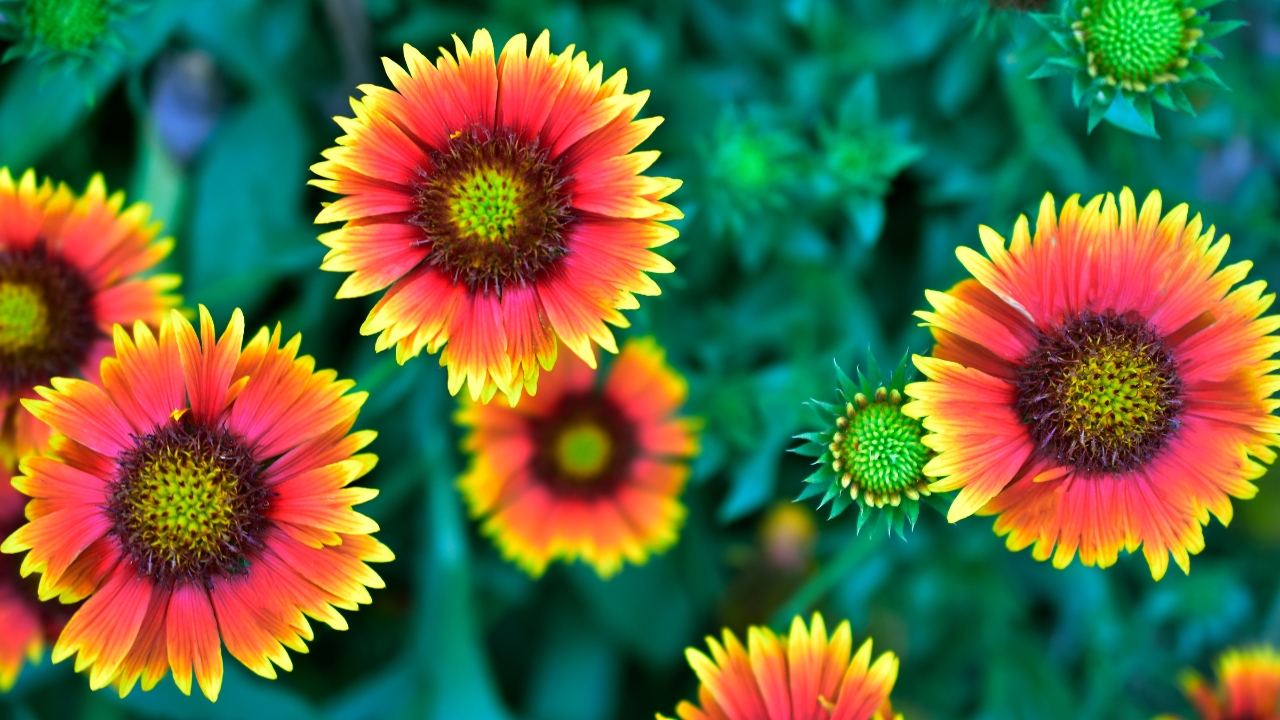 9 Best Perennials for North Carolina