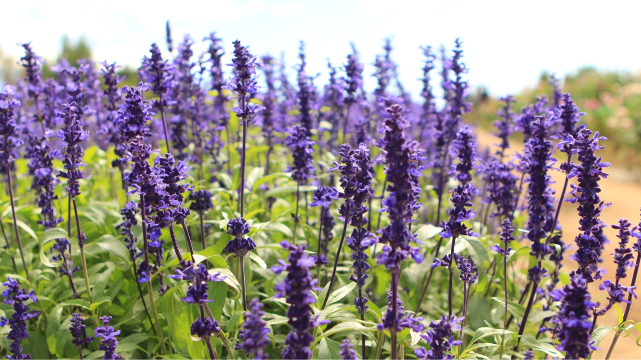 7 Best Perennials for North Texas