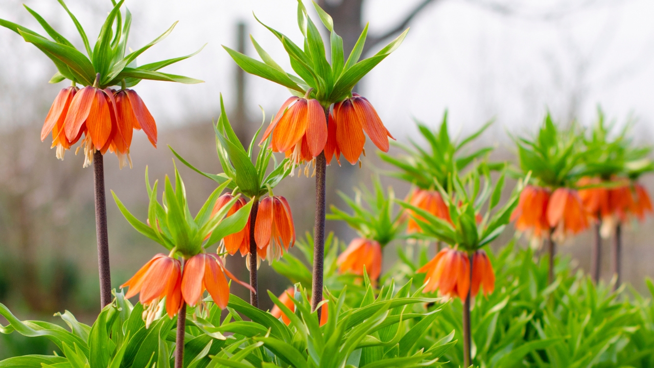 10 Best Perennials That Flourish With a Fall Planting