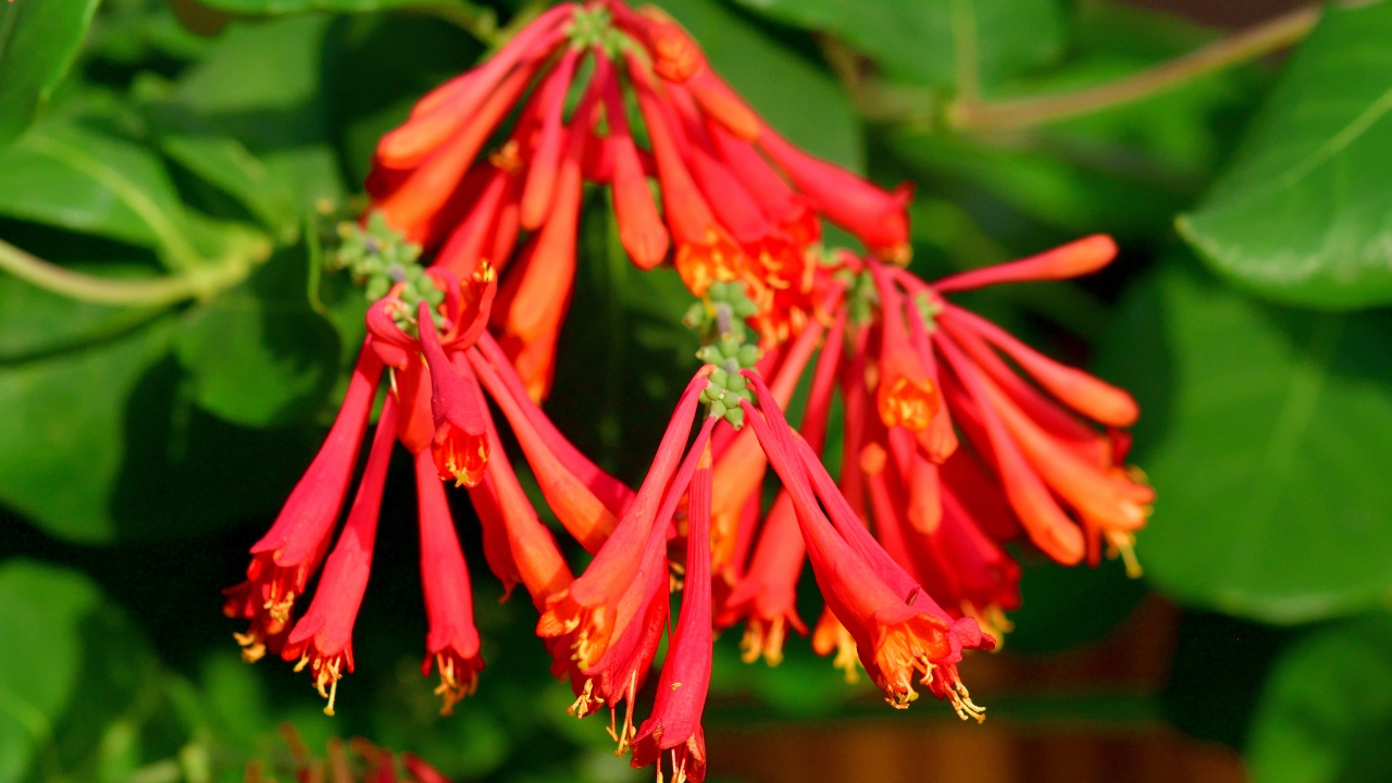 7 Best Perennials for Massachusetts