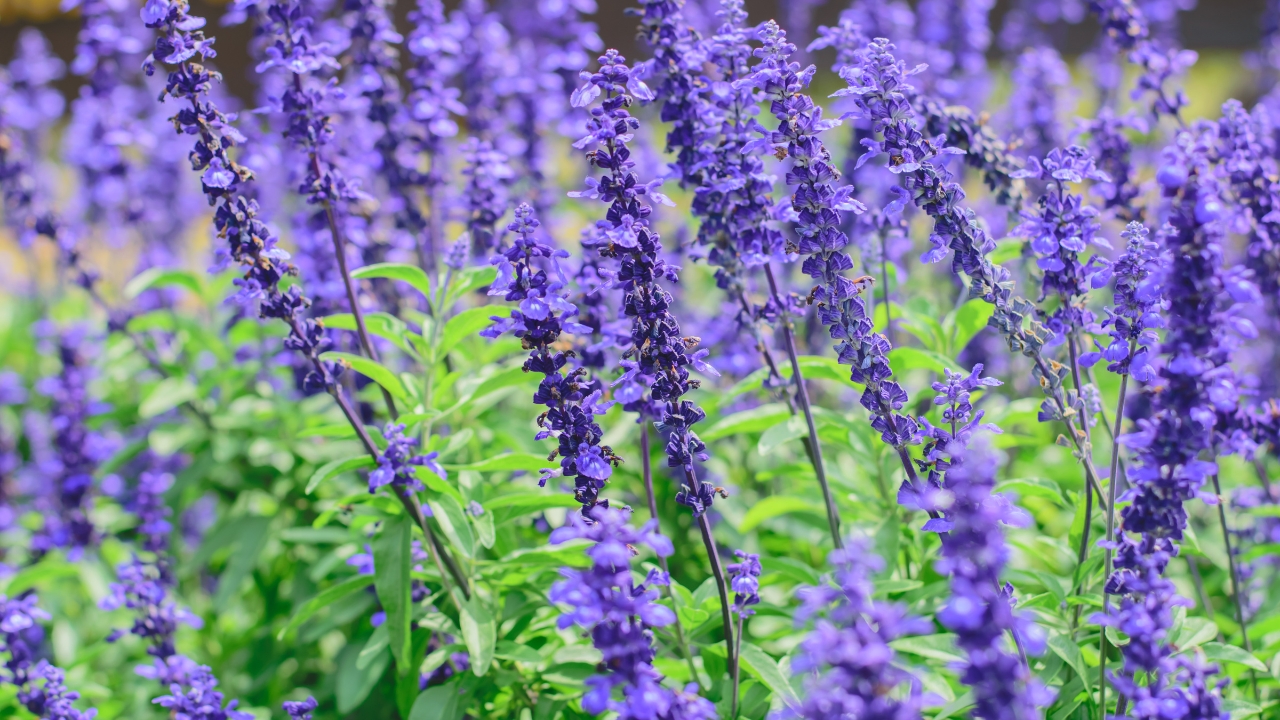 7 Best Perennials for North Texas