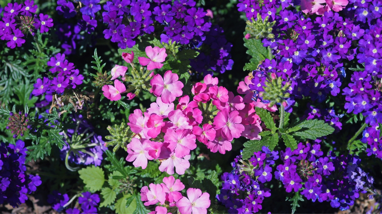 7 Best Perennials for North Texas