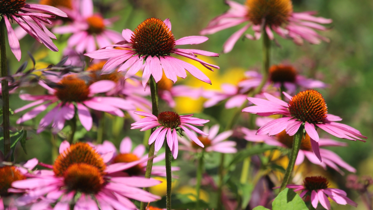 7 Best Perennials for North Texas