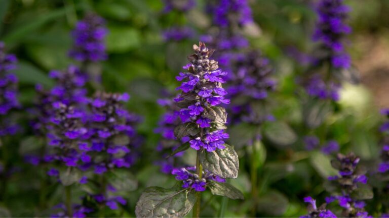 9 Best Perennials for North Carolina