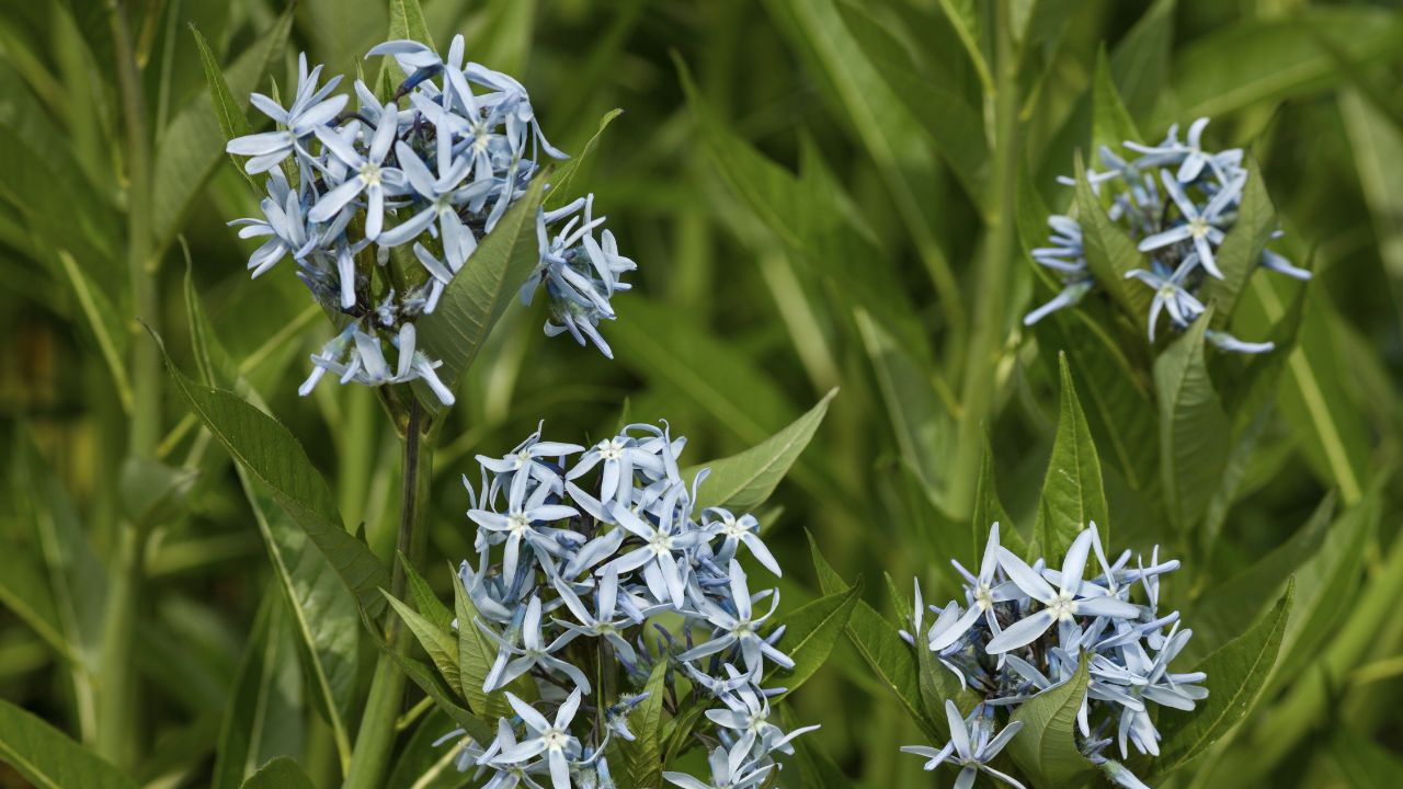 7 Best Perennials for Window Boxes