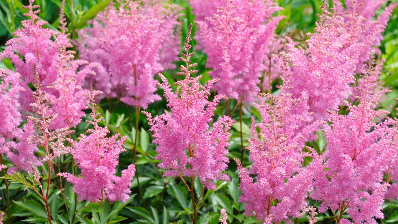 9 Long Flowering Perennials to Add to Your Garden