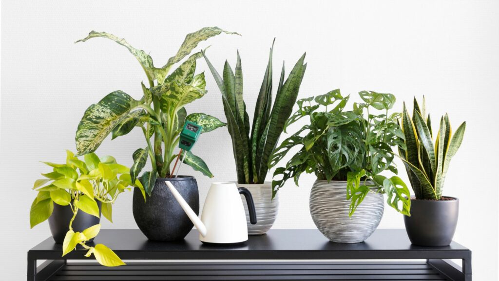 9 Beginner Houseplants That Anyone Can Grow