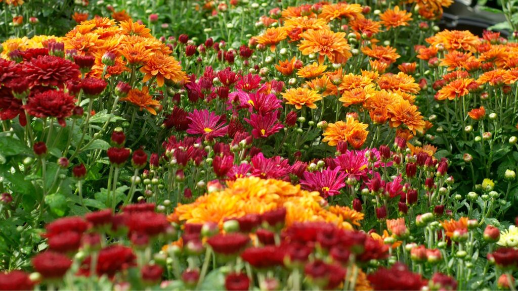 7 Best Fall Flowers to Plant in Texas