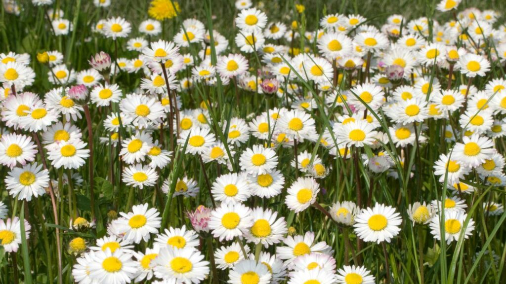 6 Best Perennials for Florida Garden Spaces