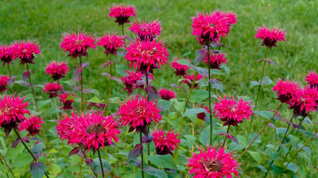 10 Best Perennials for Full Sun