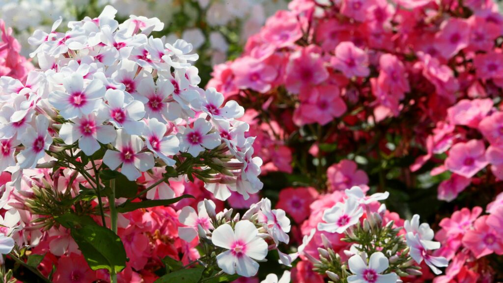 8 Best Perennials for Partial Sun