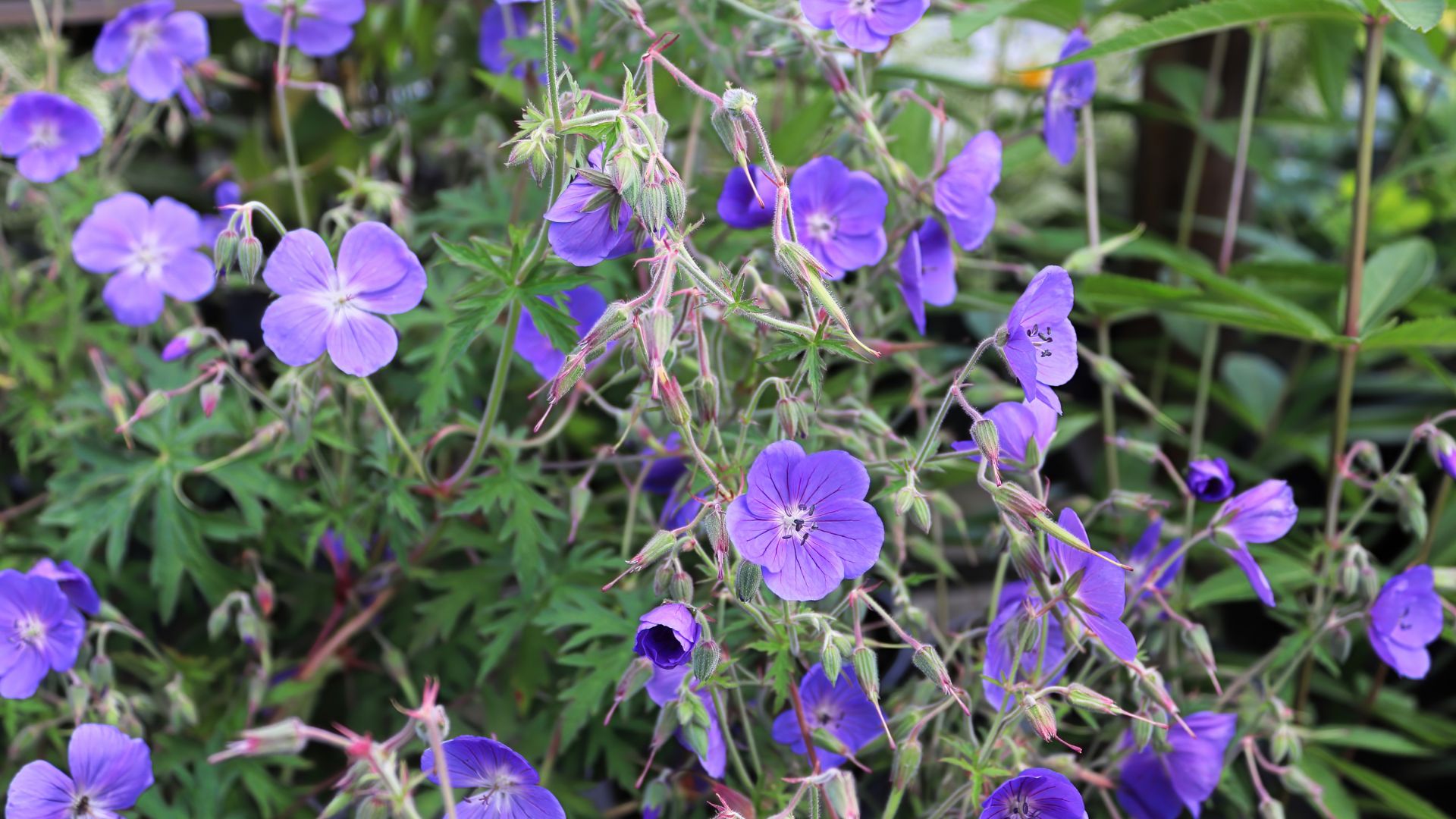 7 Best Perennials for Missouri