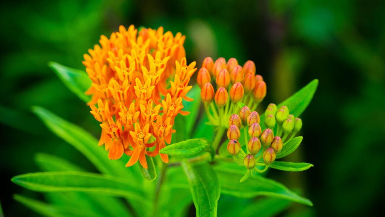 9 Best Perennials for Ohio Gardens