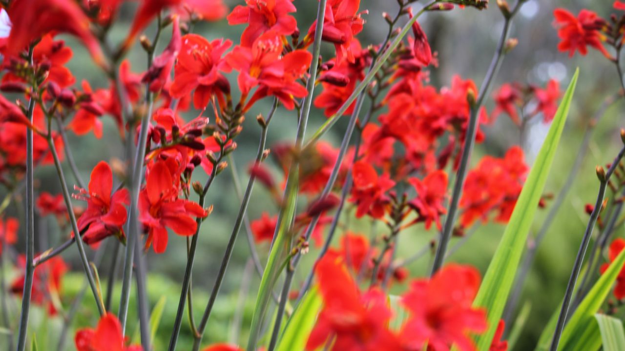 9 Best Perennials for Ohio Gardens