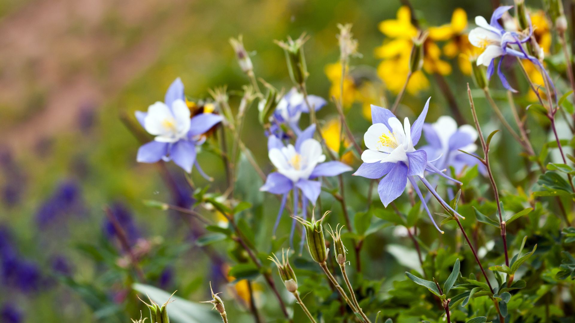 7 Best Perennials for Missouri