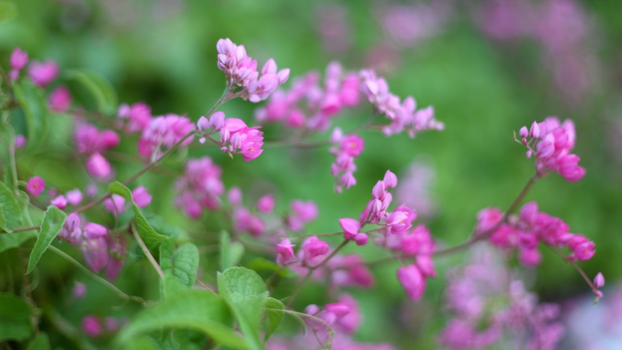 7 Best Fall Flowers to Plant in Texas