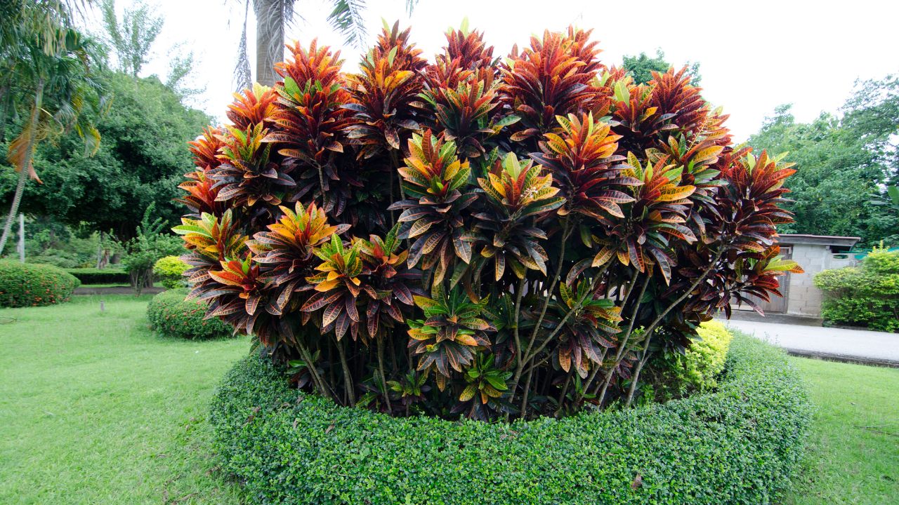 7 Best Fall Flowers to Plant in Texas