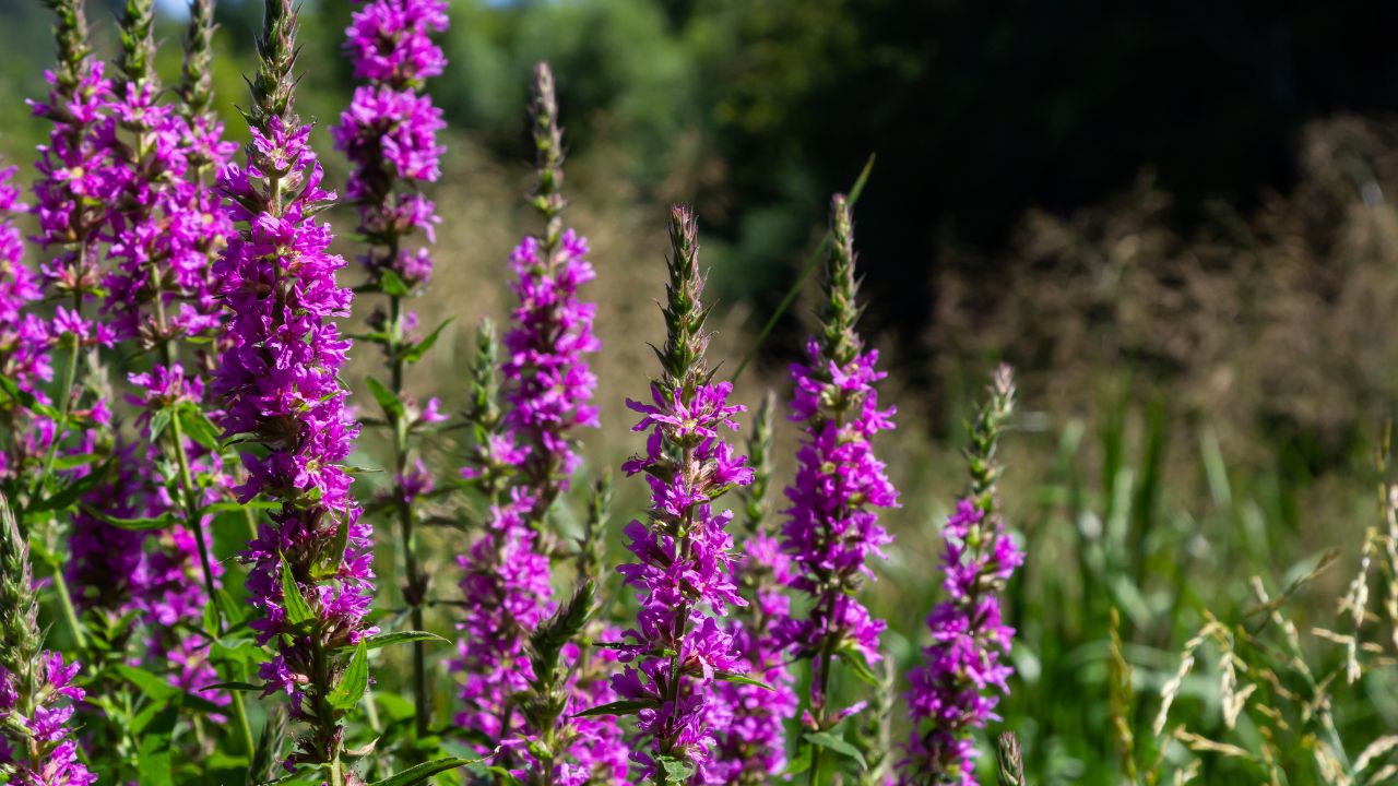 9 Best Perennials for Chicago to Create Thriving Gardens