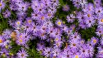 7 Best Fall Flowers to Plant in Texas