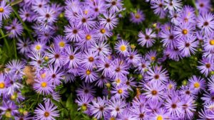 7 Best Fall Flowers to Plant in Texas