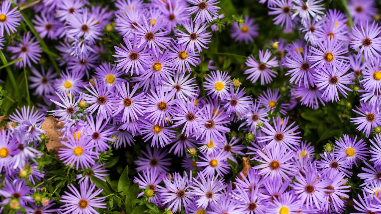 7 Best Fall Flowers to Plant in Texas
