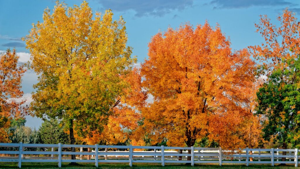 9 Fall Trees with the Most Vibrant Autumn Leaf Colors