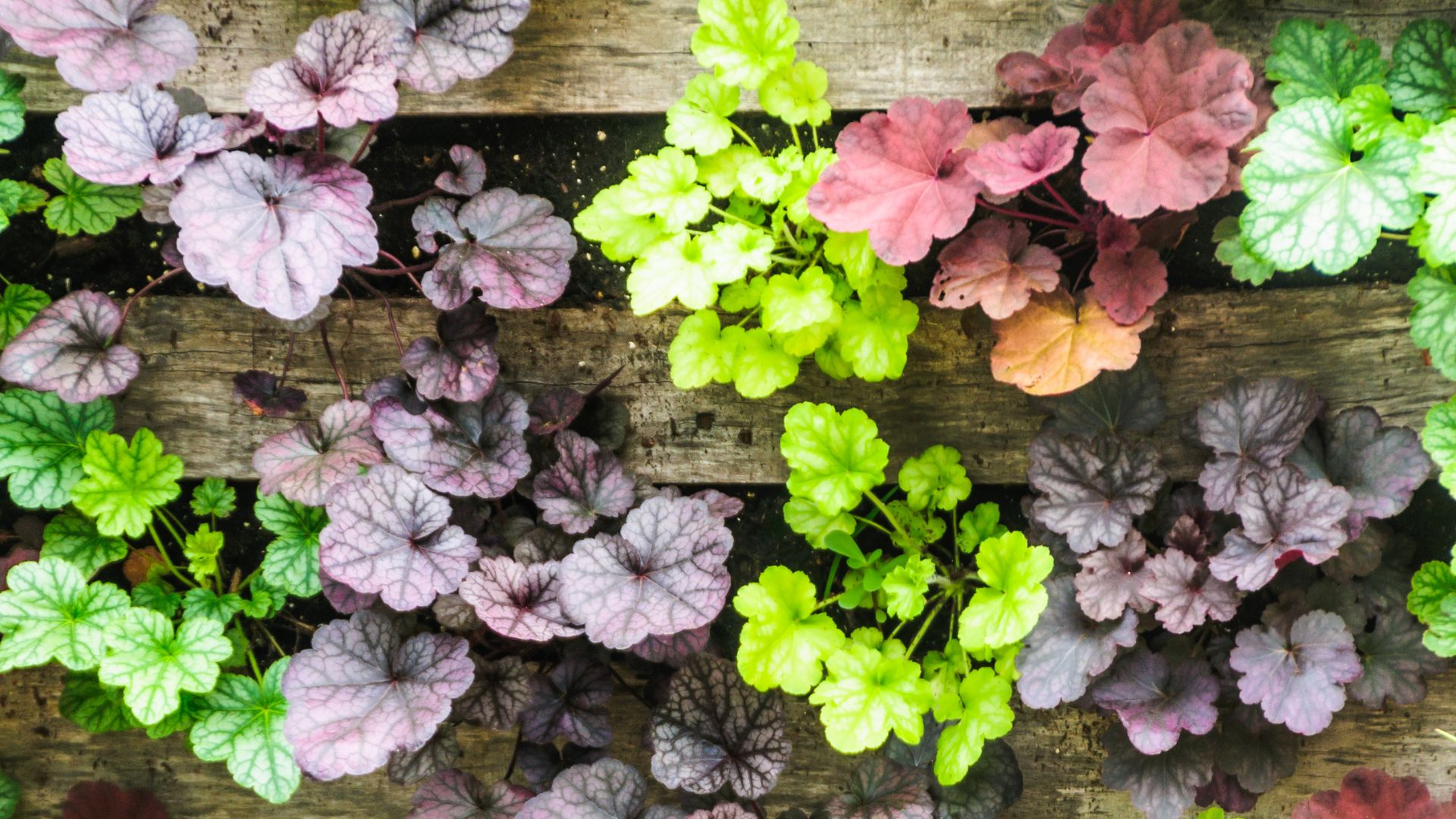 7 Best Perennials for Missouri