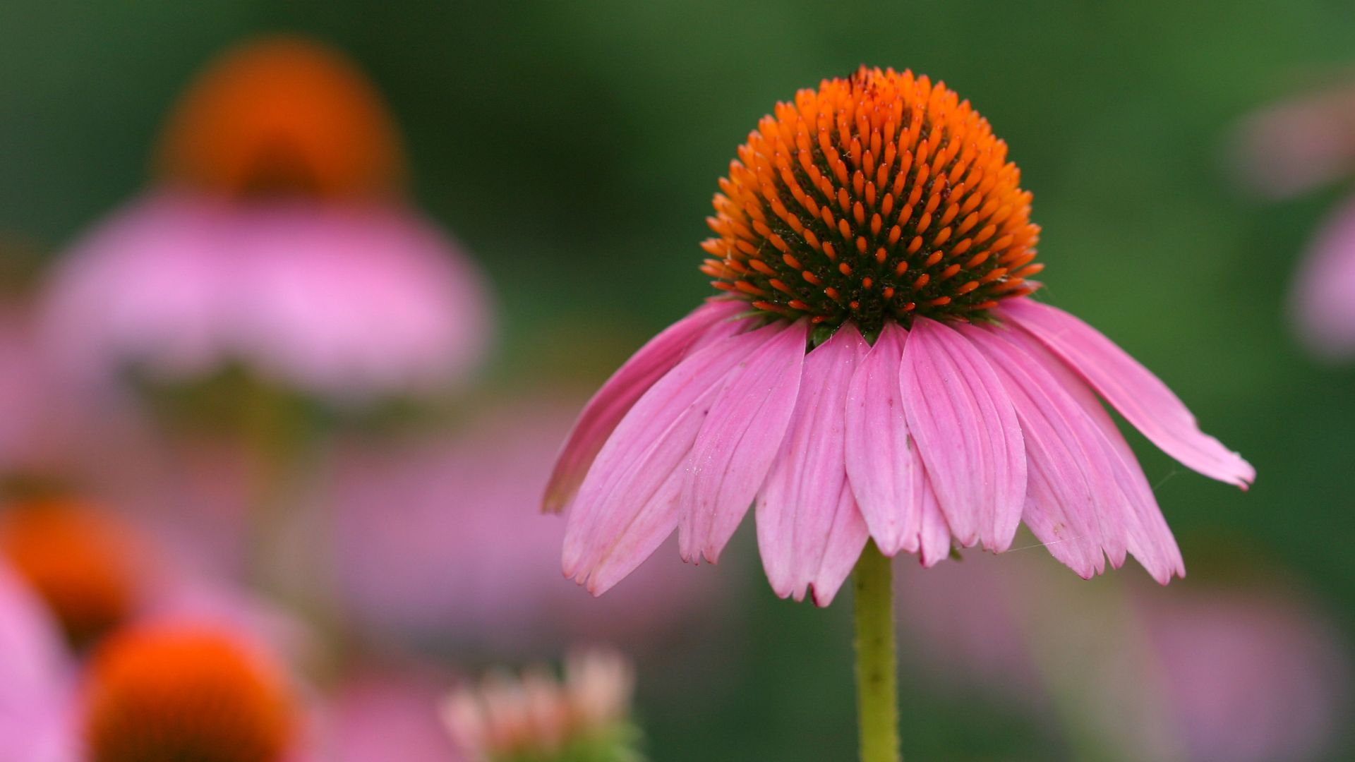 7 Best Perennials for Missouri