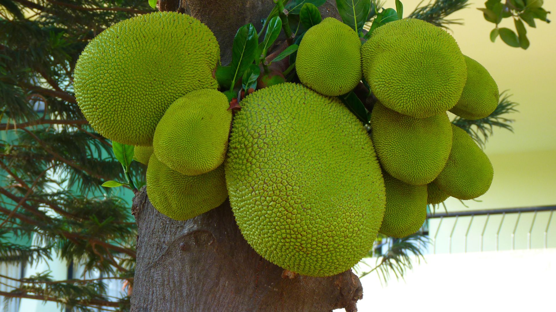 11 Best Fruits for Muscle Gain