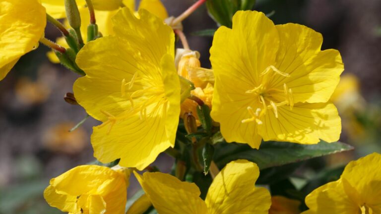 10 Best Perennials for Full Sun