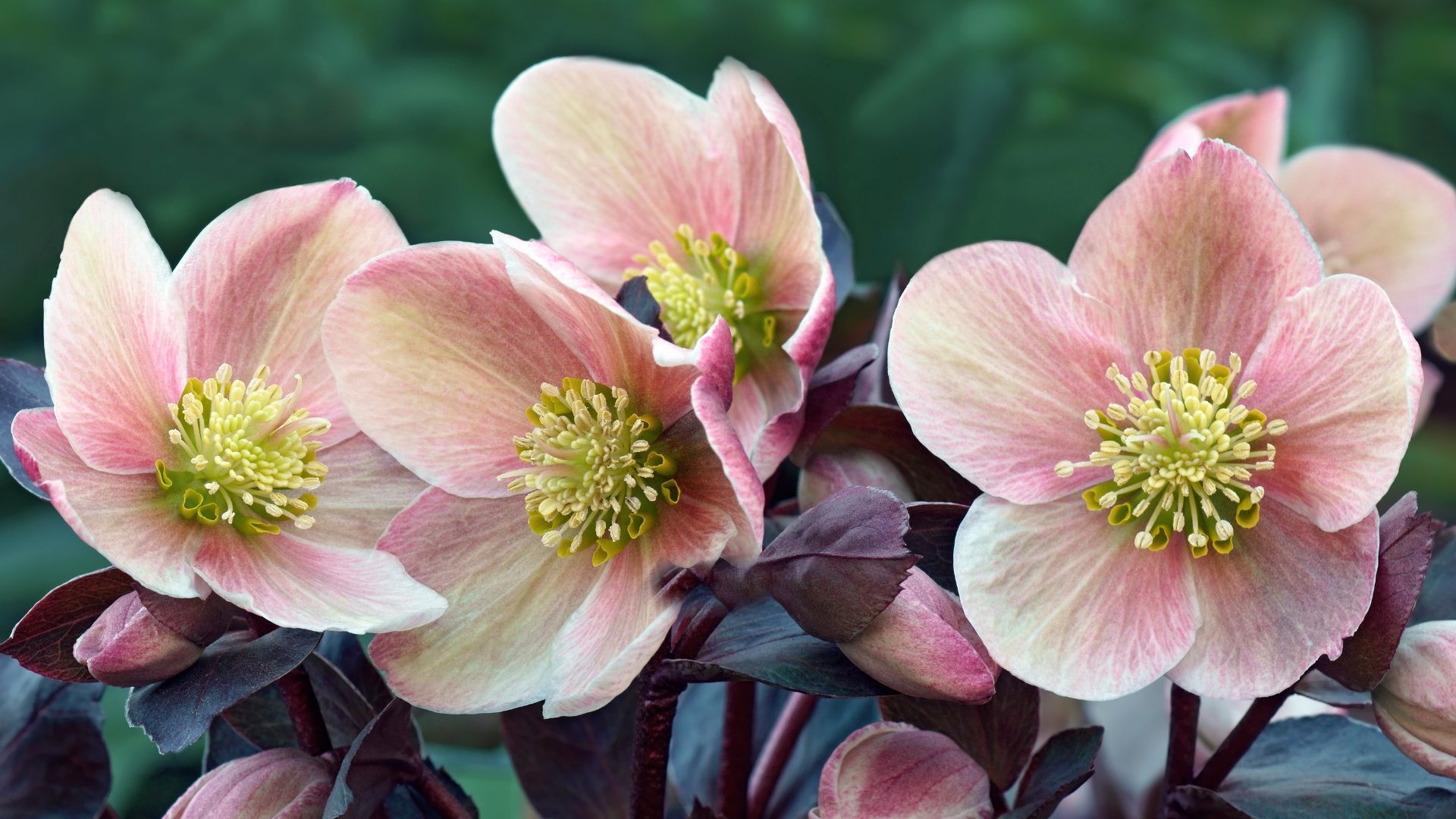 7 Best Perennials for Missouri