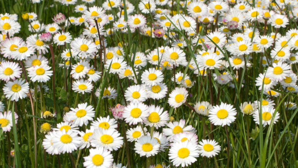 7 Best Part Sun Perennials for Your Garden