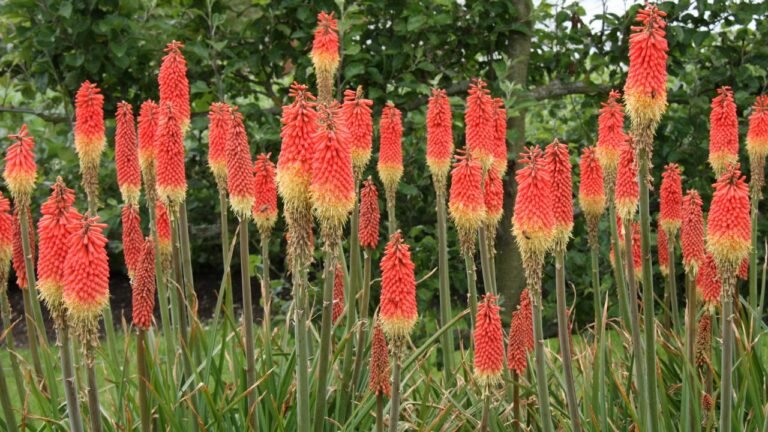 10 Best Perennials for Full Sun