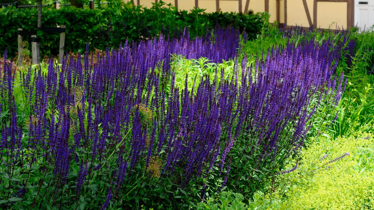 7 Best Fall Flowers to Plant in Texas