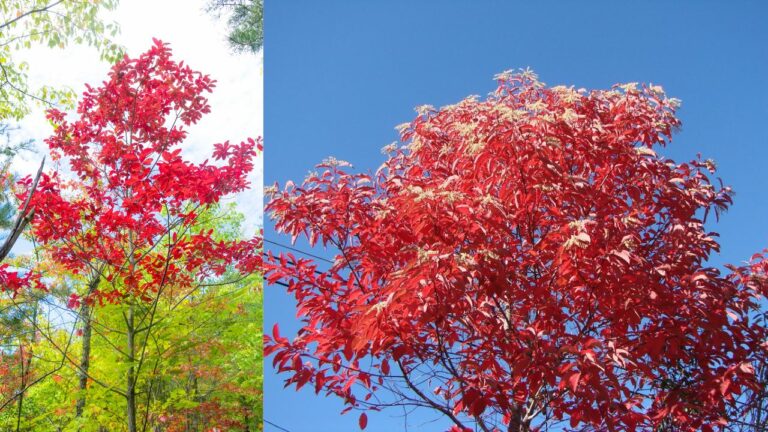 10 Best Trees to Plant in Alabama