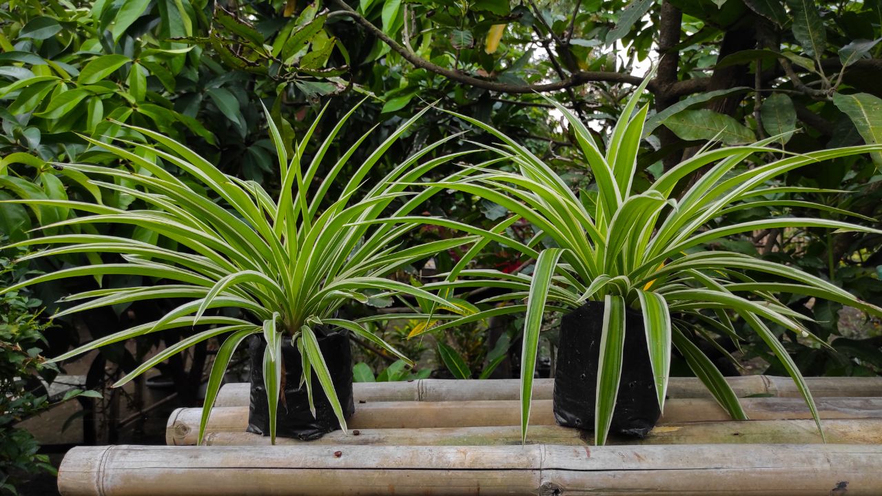 9 Beginner Houseplants That Anyone Can Grow