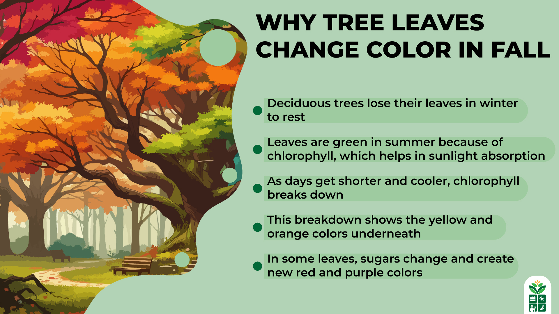 9 Fall Trees with the Most Vibrant Autumn Leaf Colors