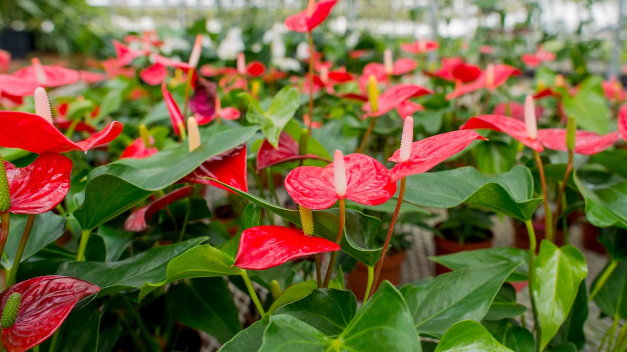 10 Most Exotic Flowers Around The World