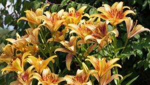 9 Most Beautiful Types of Lilies