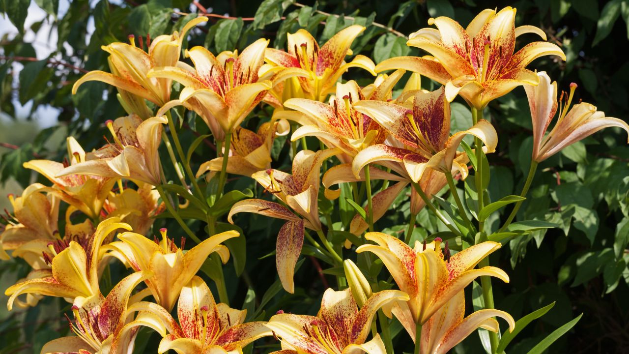 9 Most Beautiful Types of Lilies