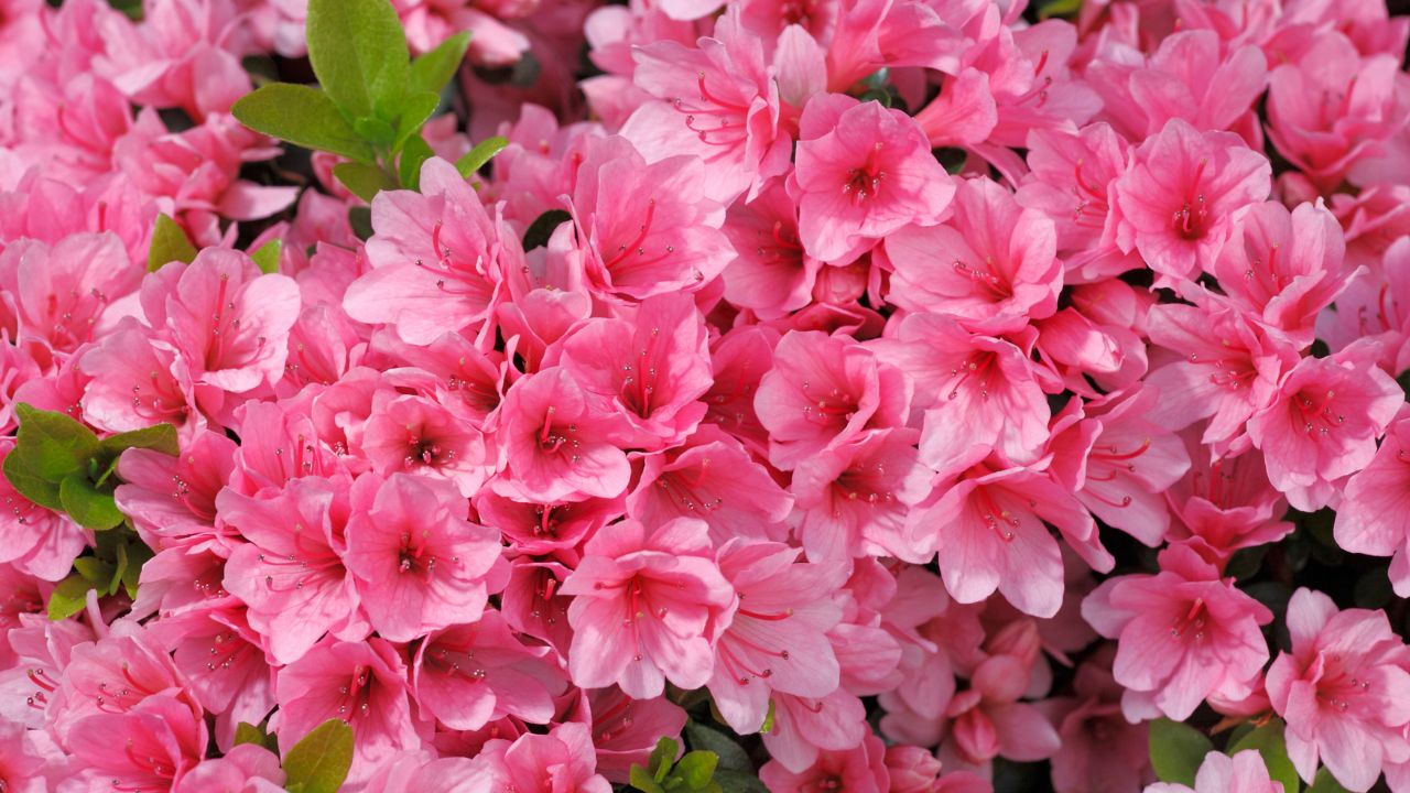 10 Best Fragrant Perennials Your Scented Garden