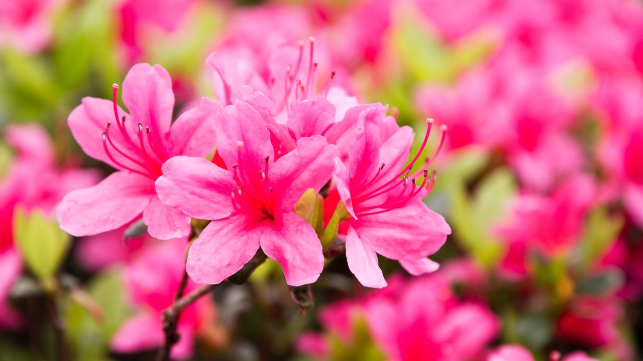 10 Most Deadliest Flowers in the World