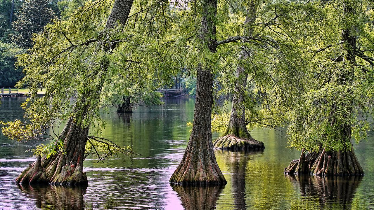 10 Best Trees to Plant in Alabama