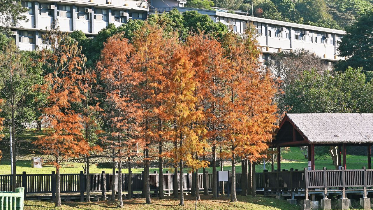7 Best Trees to Plant in Louisiana