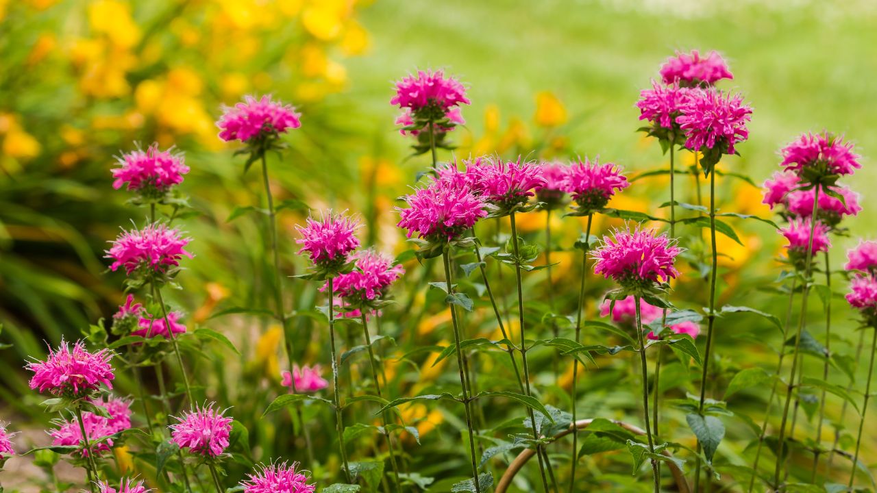 10 Best Perennials That Thrive Alongside Roses